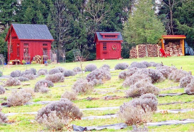 Lavender Lady Jo Waltz – Brings Provence Home. - Stoltzfus Structures